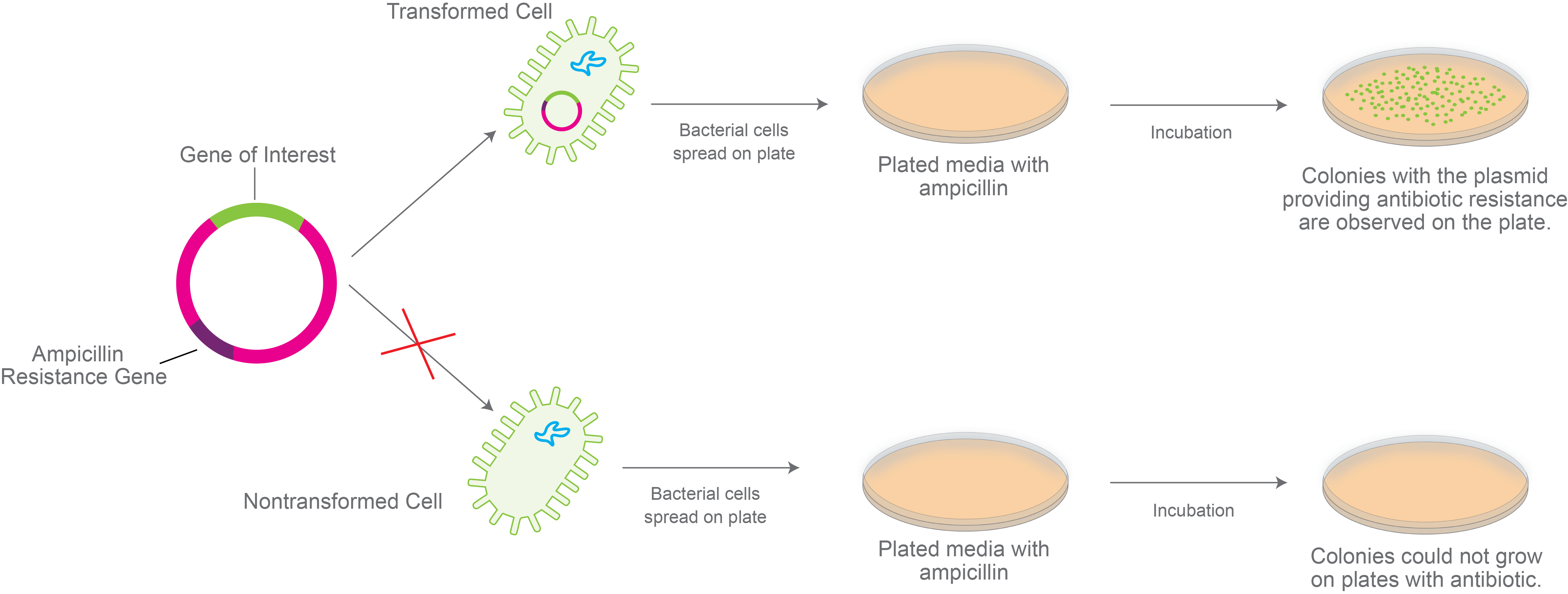 Bacterial Transformation Deep Dive What It Is Its Importance And Workflow Goldbio
